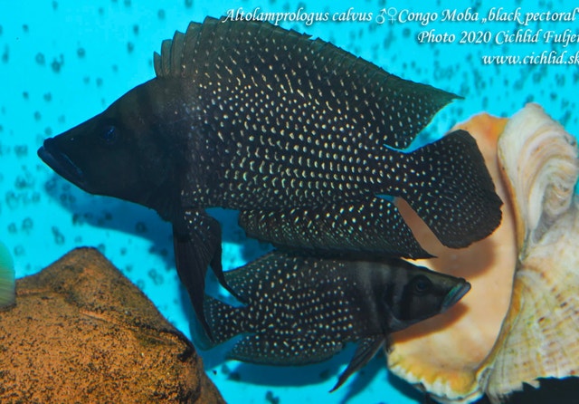 Exotic Black Calvus (Altolamprologus) Juveniles | Fish for Rehoming ...