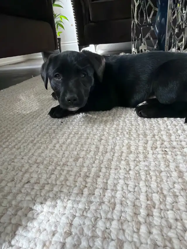 labrador retriever puppies for sale | Dogs & Puppies for Rehoming ...
