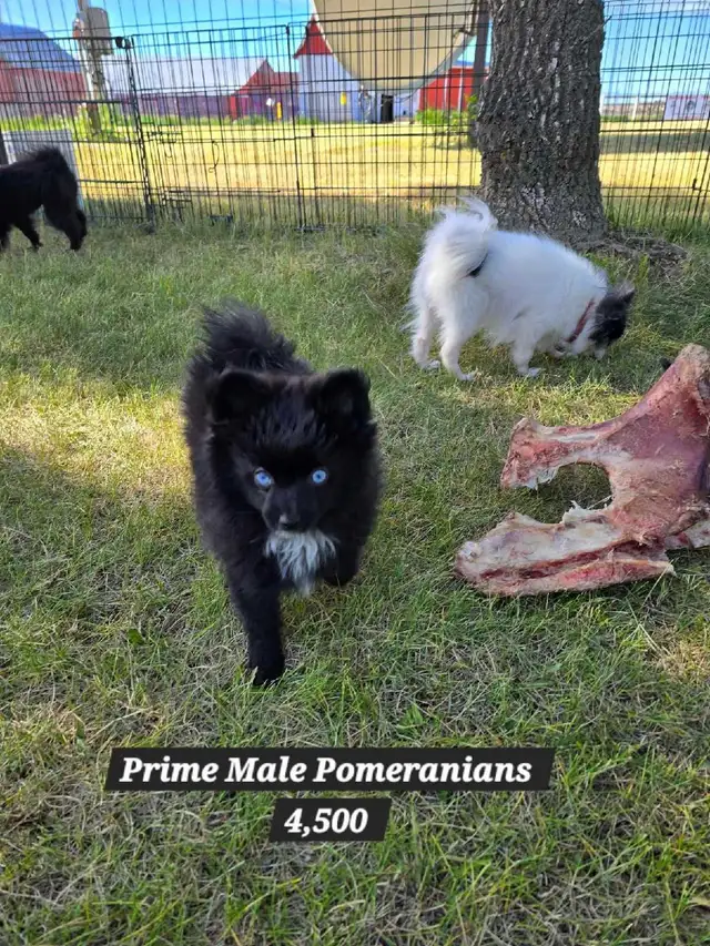 Micro Mini Pomskies available -Pomeranians Arriving soon | Dogs ...