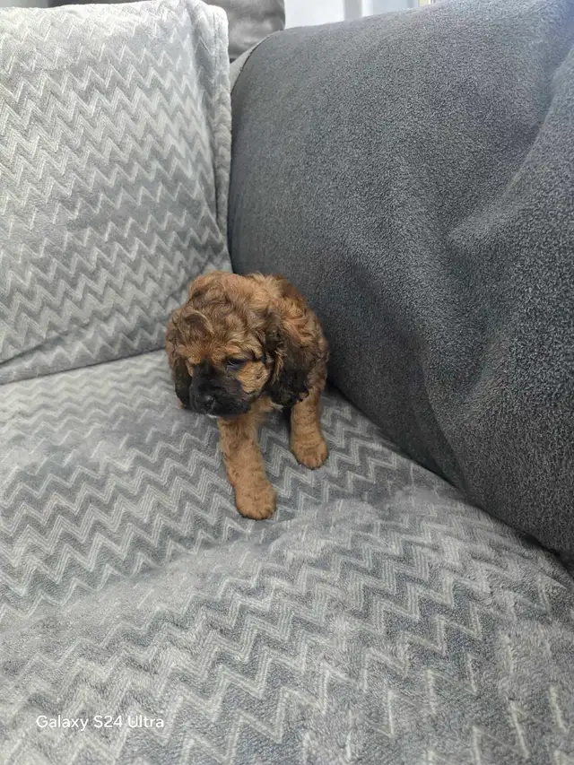 Magnifiques Cockapoo F3B Prêts maintenant | Dogs & Puppies for Rehoming ...