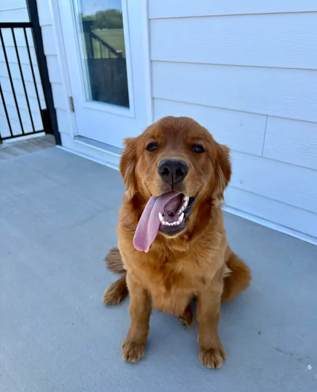 Male Golden Retriever | Dogs & Puppies for Rehoming | Lethbridge | Free ...