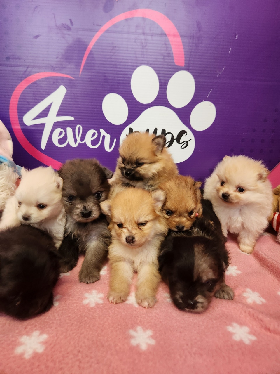 Pomeranian puppies teacup and normal size | Dogs & Puppies for Rehoming ...