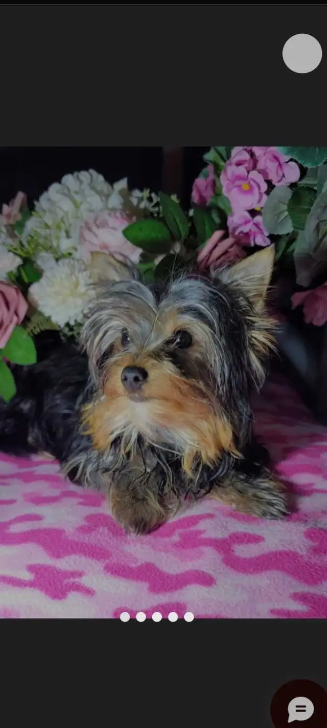 yorshire toys femelle | Dogs & Puppies for Rehoming | Victoriaville ...