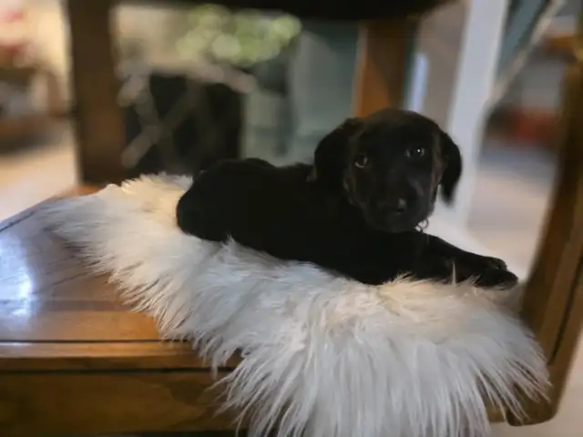 Puppy!!! GOLDEN DOODLE/CORGI- ONE LEFT!!! READY TO GO!! | Dogs ...