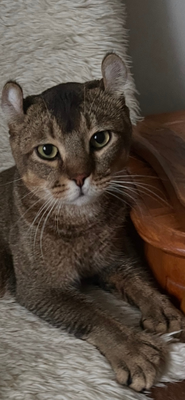 Highland Lynx mâle stérilisé | Cats & Kittens for Rehoming | Sherbrooke ...