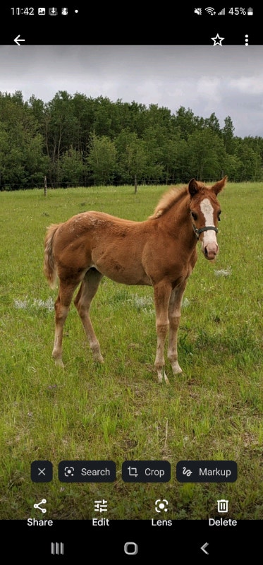 Big flashy sorrel colt (High Sign Nugget x Doc OLena) | Horses & Ponies ...