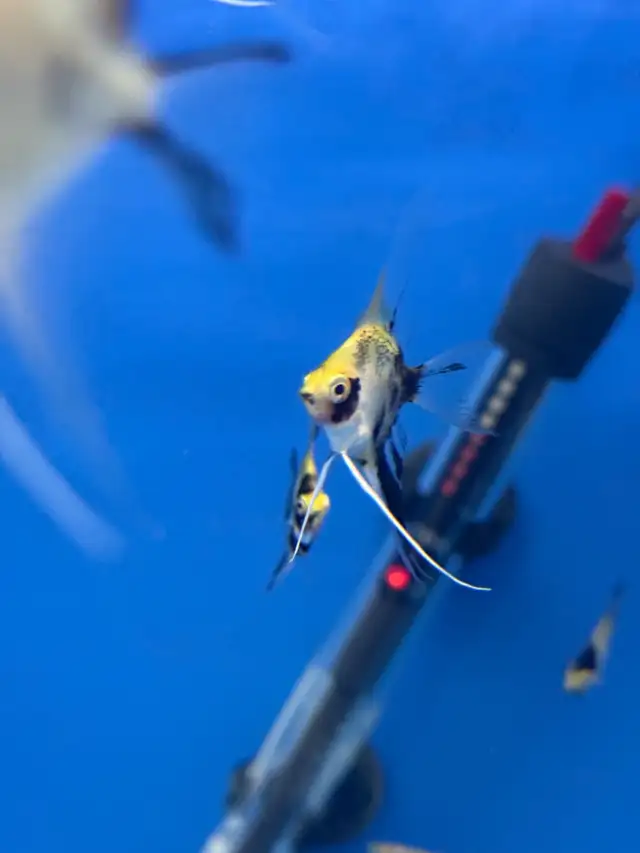 Longfin Angelfish (Koi x Red Devil) Juveniles | Fish for Rehoming ...