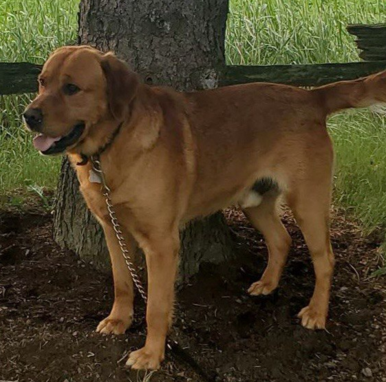 Lab / Retriever Puppies | Dogs & Puppies for Rehoming | Kitchener ...