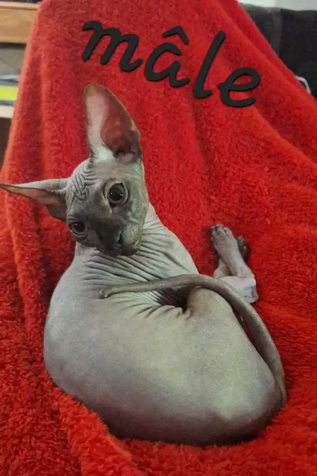 sphynx bb | Cats & Kittens for Rehoming | Sherbrooke | Free local ...