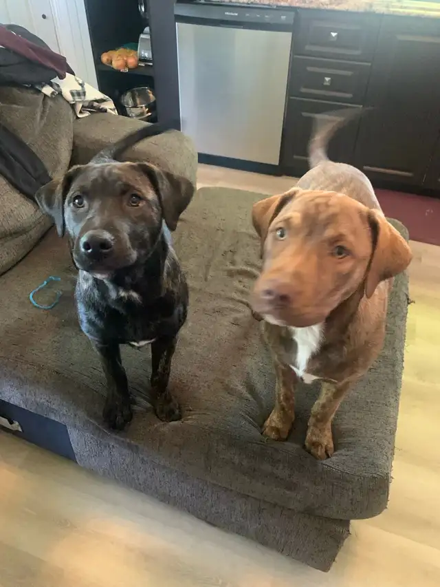 cane corso bully mix puppies | Dogs & Puppies for Rehoming | Chatham ...