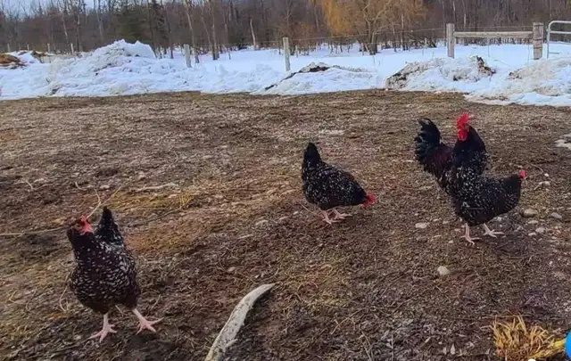 Speckled Sussex Hatching Eggs & Chicks | Livestock | Kitchener ...