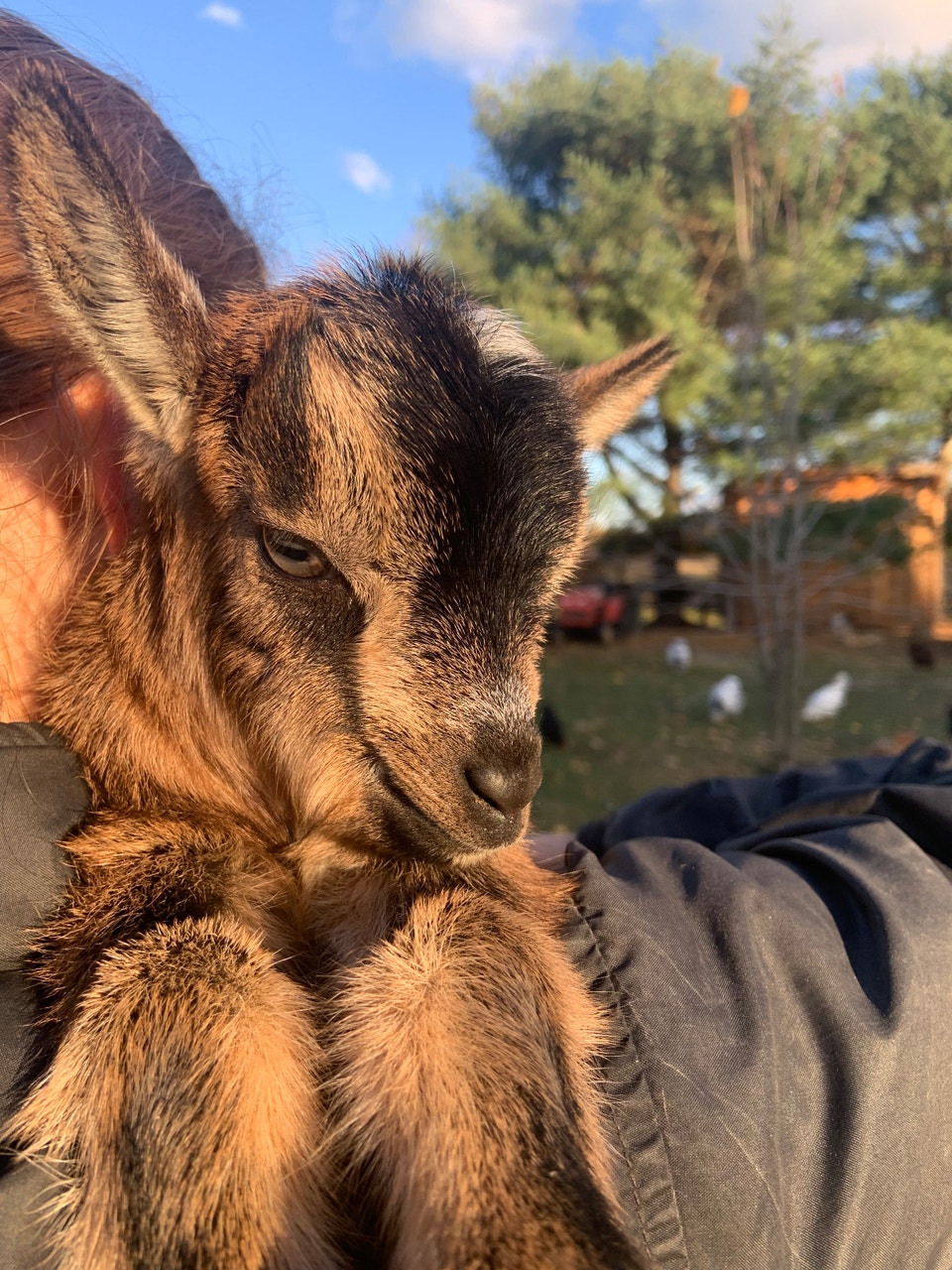 Stunning purebred Nigerian Dwarf Buckling | Livestock | Truro | Free ...