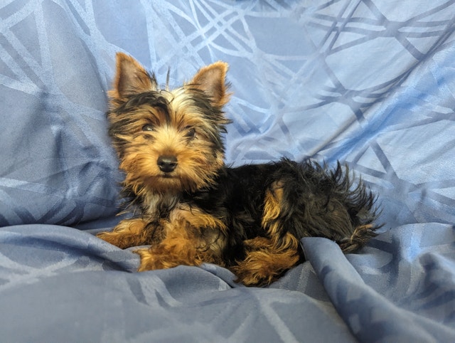 Purebred Yorkie - Shy Boy, Runt of Litter, good for active home | Dogs ...