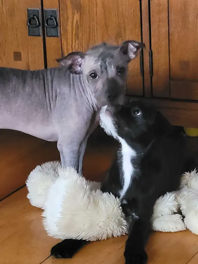 Crested Hairless Bostons , price reduced! | Dogs & Puppies for Rehoming ...