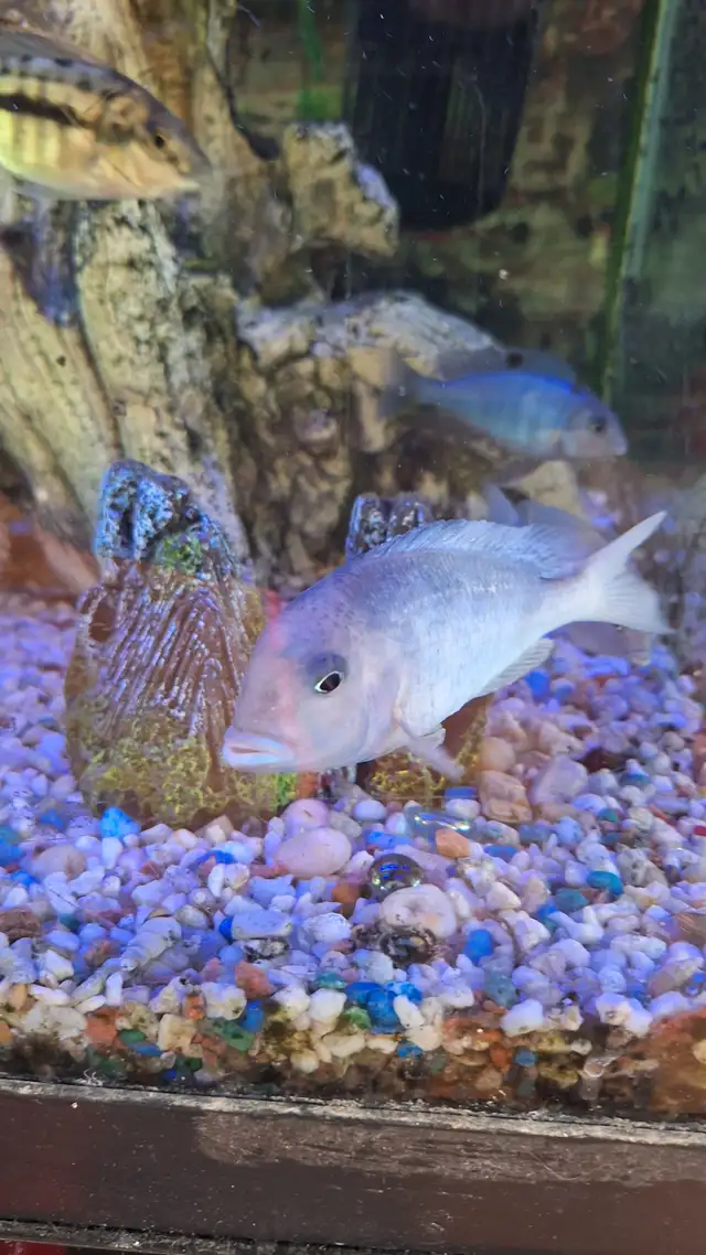 Blue dolphin african cichlid | Fish for Rehoming | Ottawa | Free local ...