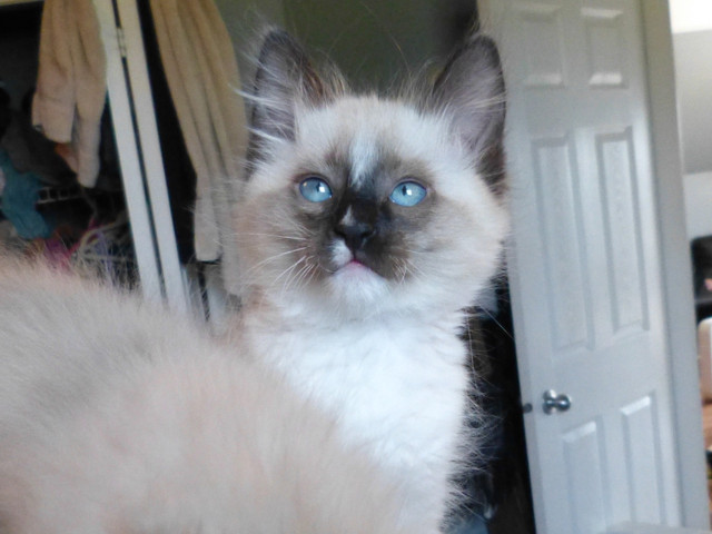 Ragdoll Bred Polydactyl Available 2 M 1f Cats And Kittens For Rehoming