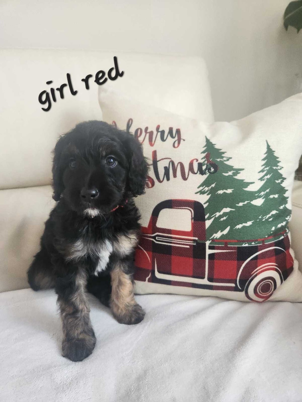 Cockapoo Puppies Ready to go | Dogs & Puppies for Rehoming | Thunder ...