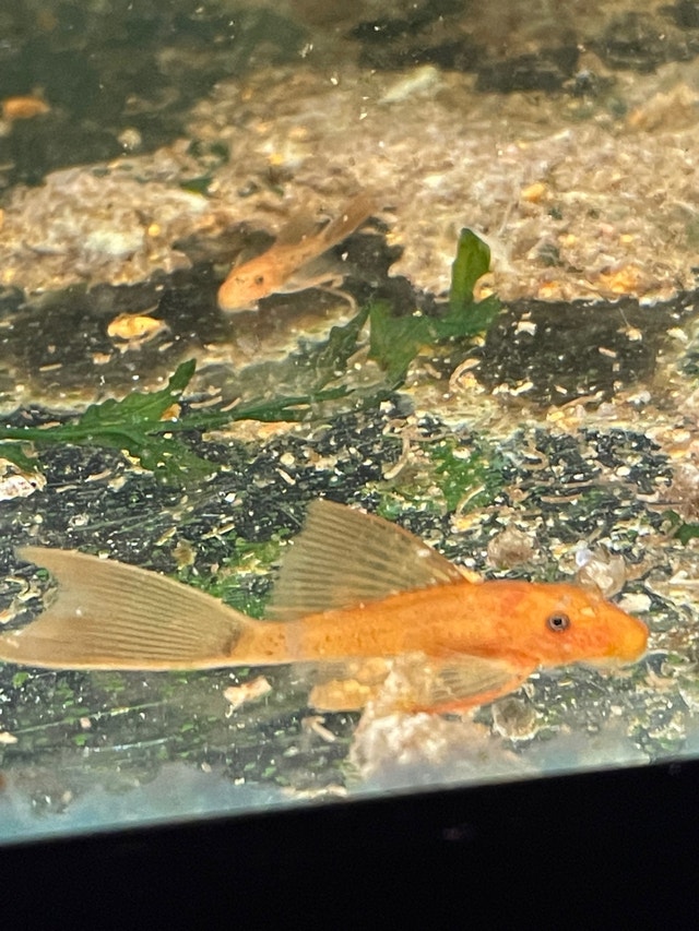 Long fin super red bristlenose pleco | Fish for Rehoming | Hamilton ...