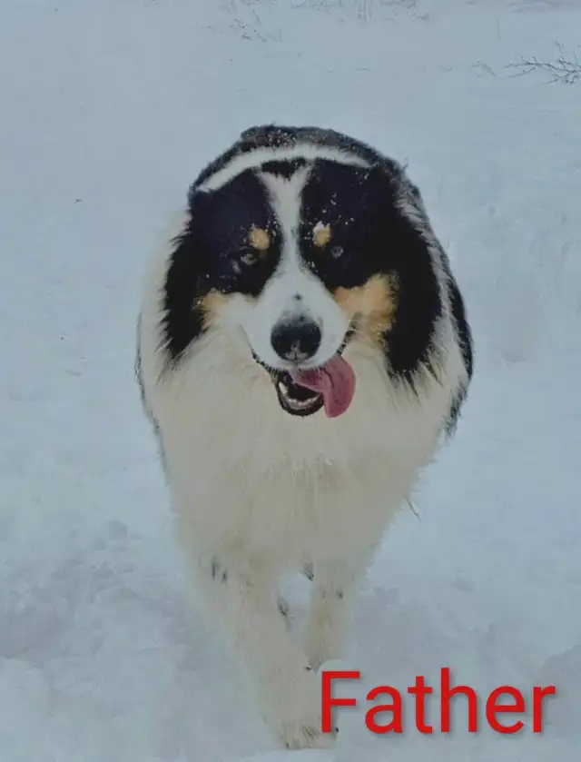 CKC Registered Australian Shepherd Puppies Ready to Go! | Dogs ...