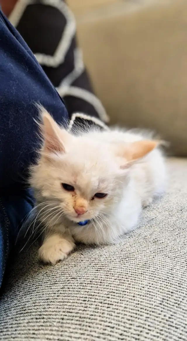 Beautiful Persian/ Ragdoll Kitties | Cats & Kittens for Rehoming ...