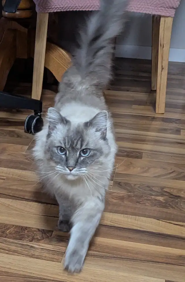 Beautiful 7 year old ragdoll cat | Cats & Kittens for Rehoming ...