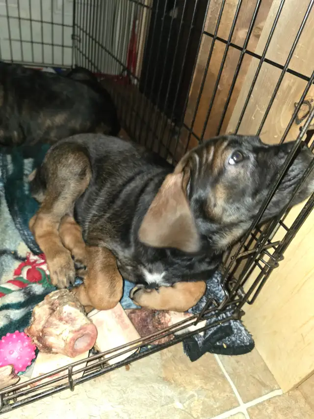 Cane Corso puppy | Dogs & Puppies for Rehoming | Swift Current | Free ...