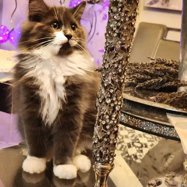 Ragdoll Kittens – Rare, Adorable, and Affectionate! | Cats & Kittens ...