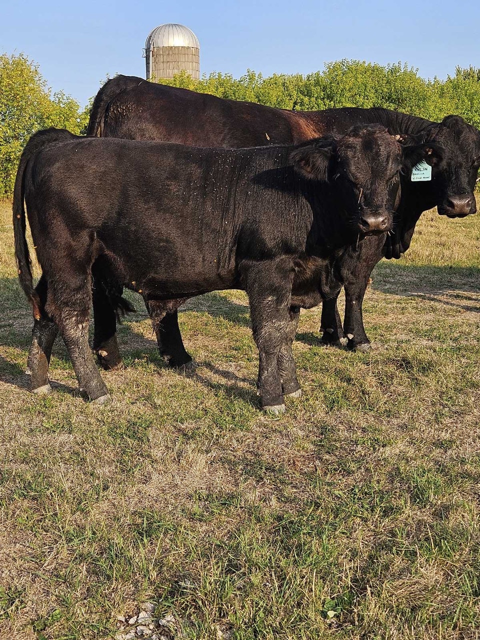 simmental bull calf | Livestock | Cornwall | Free local classifieds ...