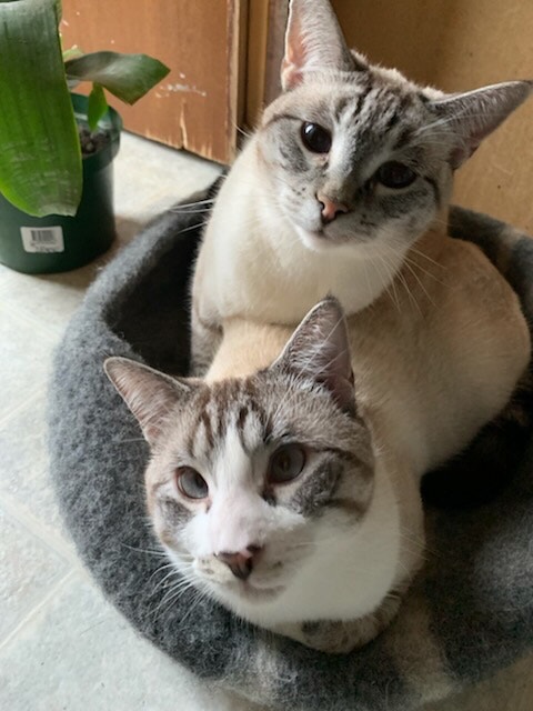 Beautiful Lynx Point Siamese Female | Cats & Kittens for Rehoming ...