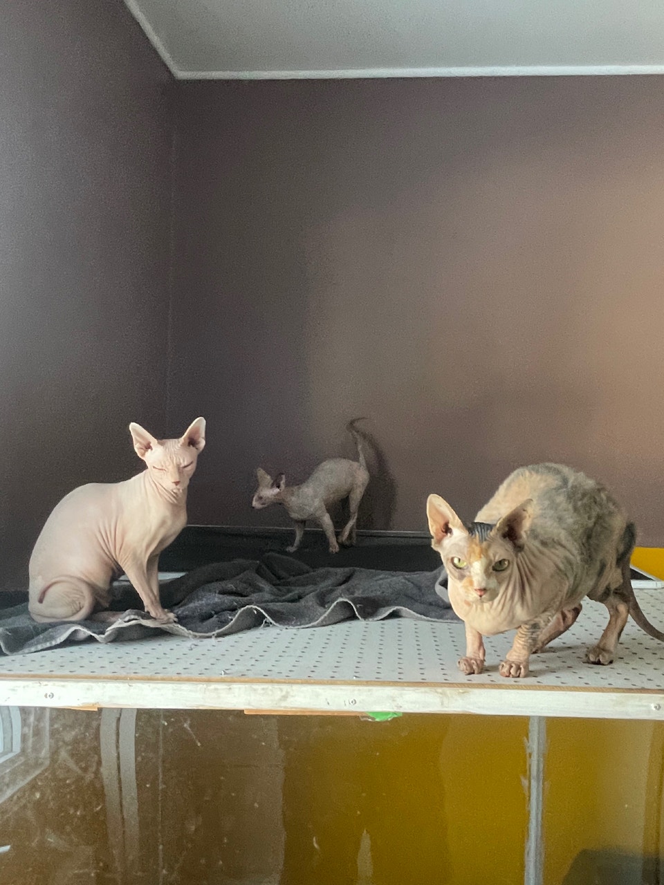 3 SPHYNX à vendre | Cats & Kittens for Rehoming | City of Montréal ...