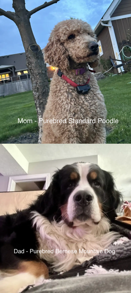 Beautiful F1 Standard Bernedoodles - Going Quickly! | Dogs & Puppies ...