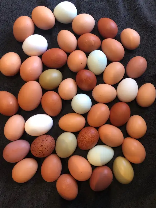 Farm fresh eggs from pasture raised hens $6 per doz | Livestock ...