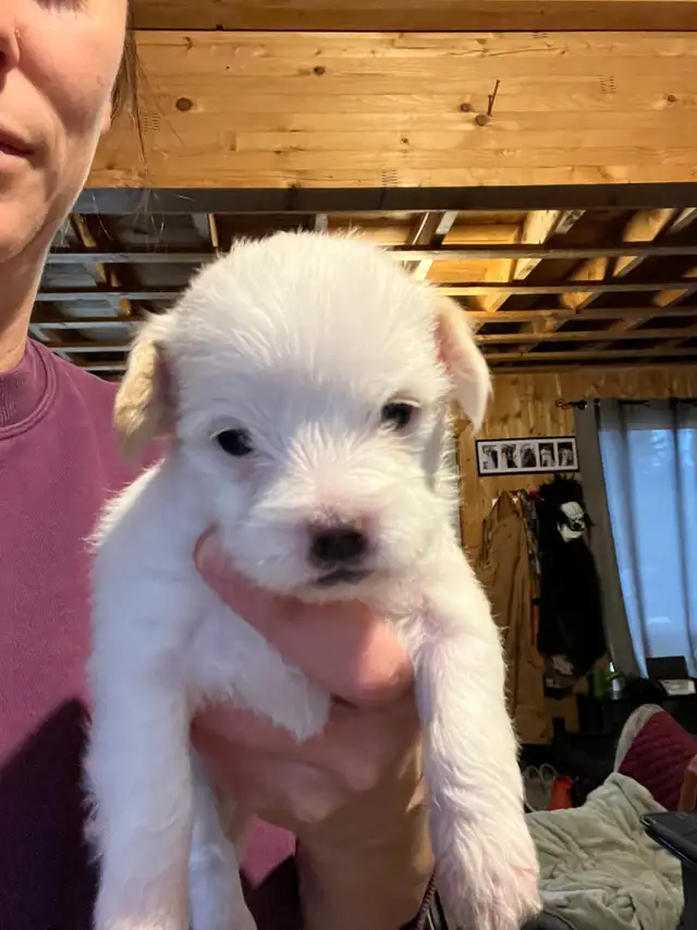 Shih Poo Chihuahua Mix ( pending /sold) | Dogs & Puppies for Rehoming ...