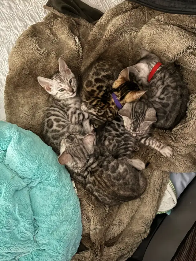 chaton bengal | Cats & Kittens for Rehoming | Québec City | Free local ...