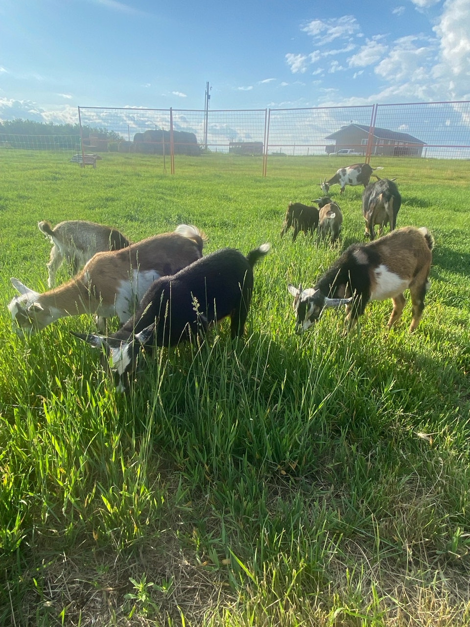 Dwarf Goats for Sale, Blue Eyes & Moon Spots! | Livestock | Calgary ...