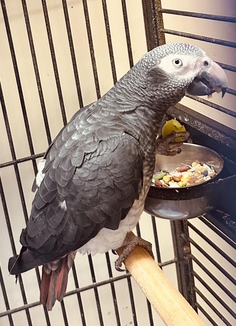2 Year old Male Timneh African Grey Parrot for sale | Birds for ...