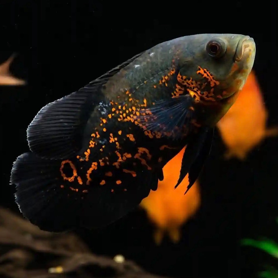 tiger oscar and parrot fish for sale | Fish for Rehoming | Oakville ...