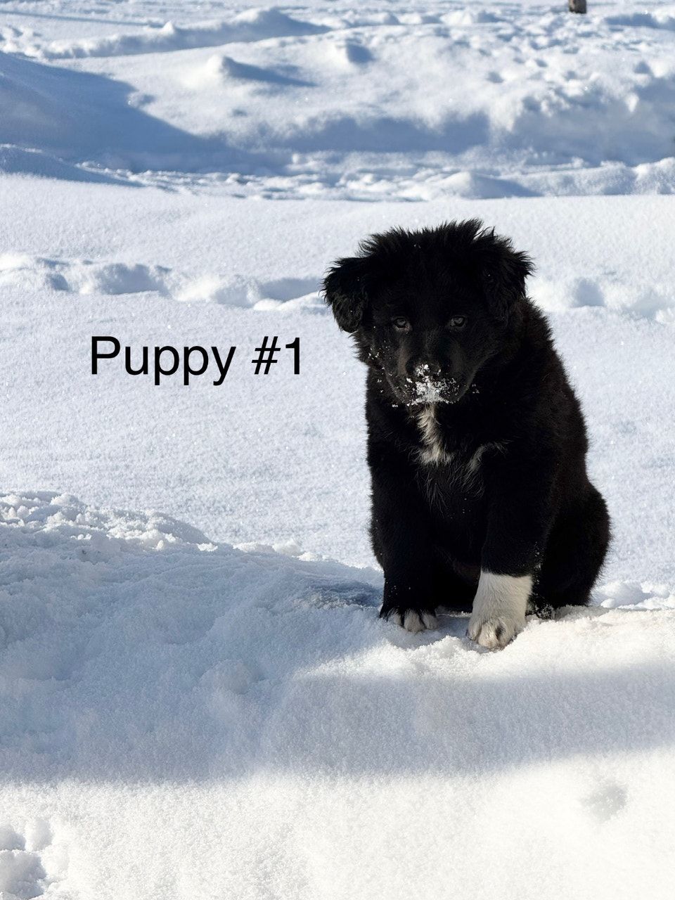 Mastiff/German Shephard/Staffordshire Bull Terroir Mix Puppies | Dogs ...