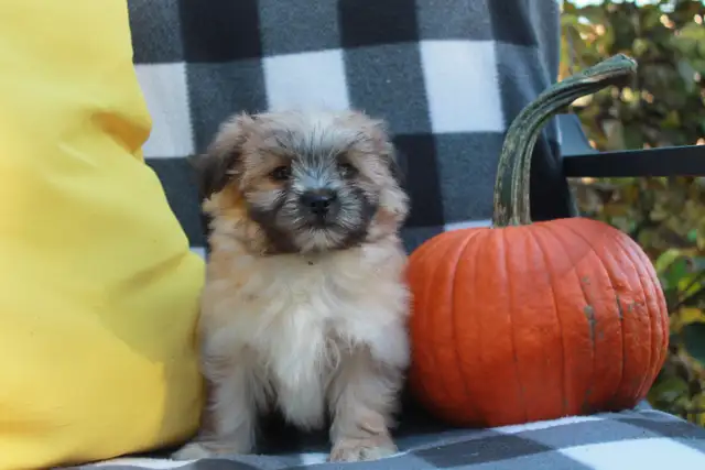 Adorable Mal-Shi Puppies | Dogs & Puppies for Rehoming | Belleville ...