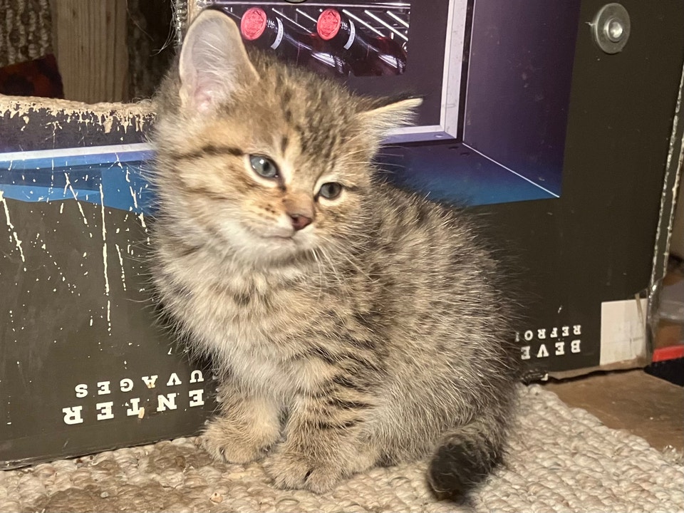 Three 2 Month Old Female Kittens | Cats & Kittens for Rehoming ...