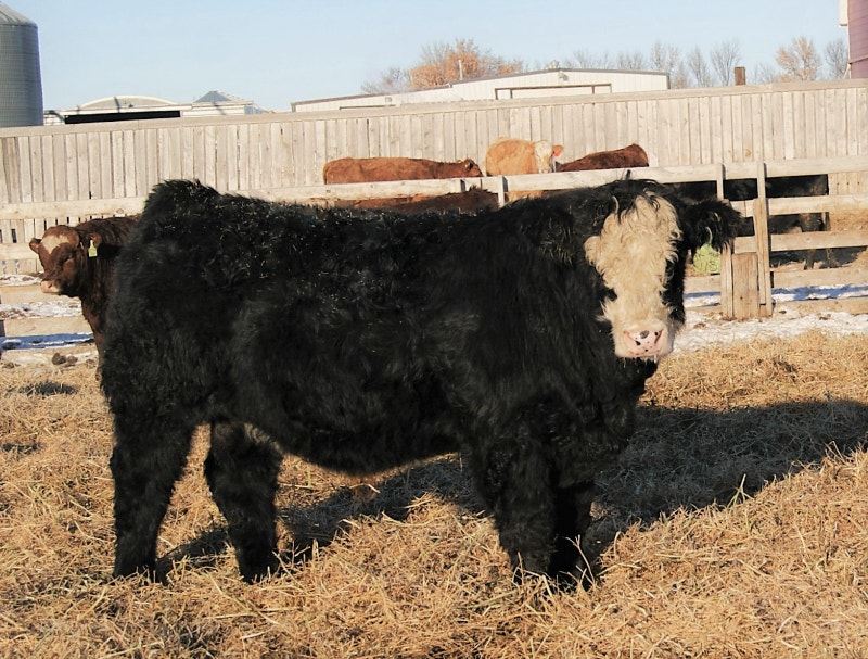 Red & Black Angus, Simmental and SimAngus Bulls For Sale | Livestock ...