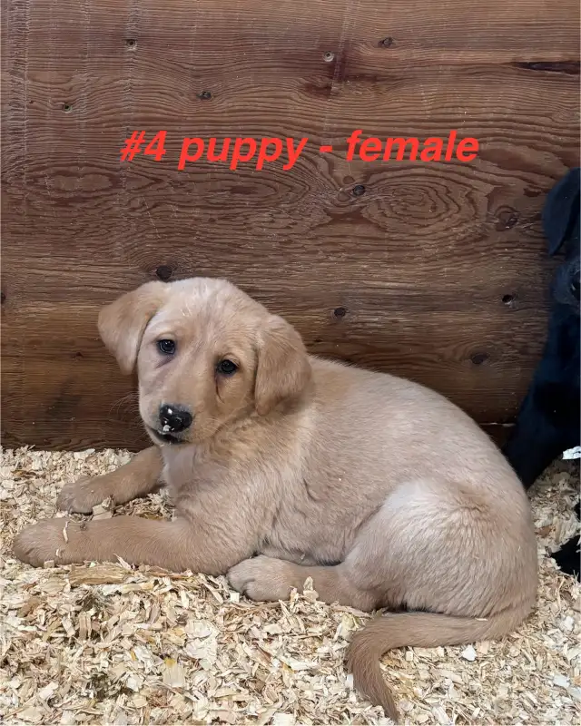 Ready to go Puppies. Lab/ shepherd cross breed | Dogs & Puppies for ...
