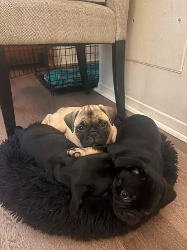 Adorable French bulldog & pug | Dogs & Puppies for Rehoming | City of ...