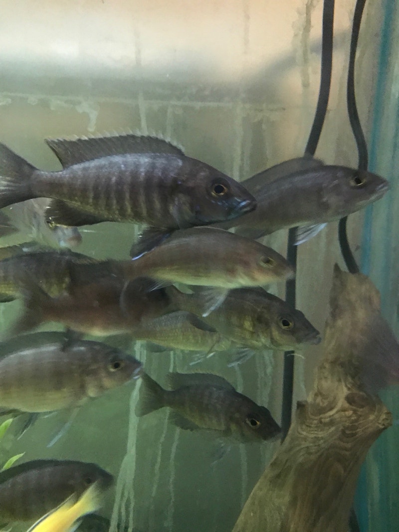 Fish And Aquatic Equipment Sale! | Fish for Rehoming | Markham / York ...