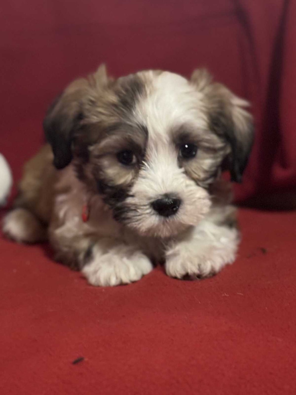Havanese x Mini poodle puppies | Dogs & Puppies for Rehoming | Ottawa ...
