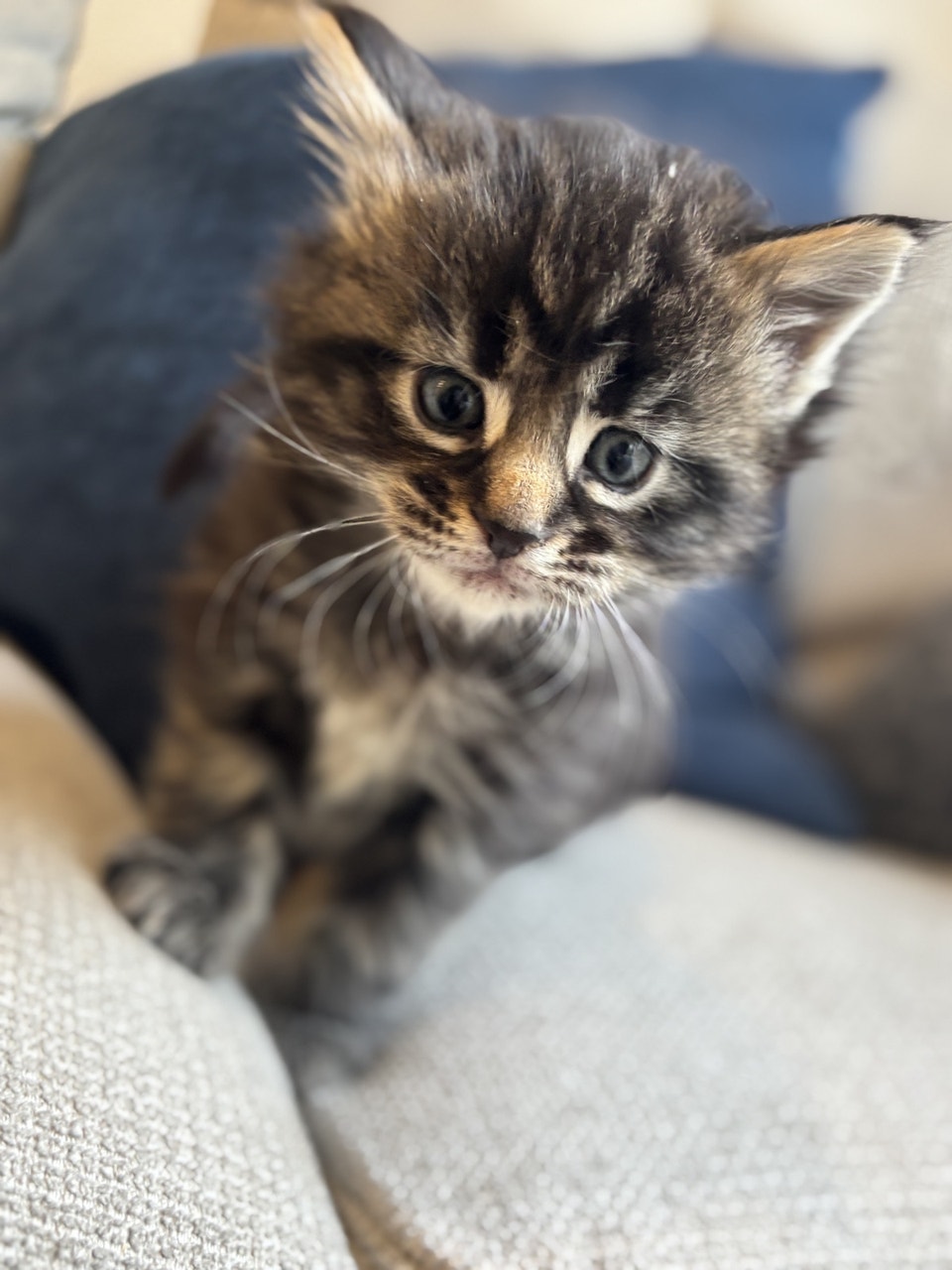 Bring Home the Perfect Maine Coon Kittens | Cats & Kittens for Rehoming ...