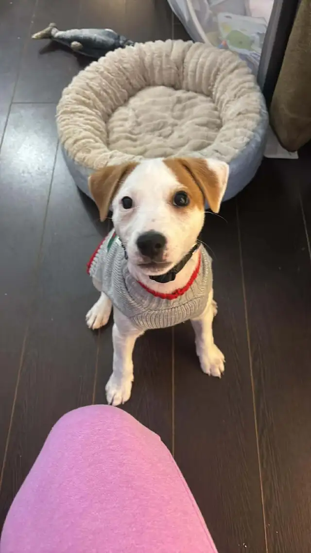 jack Russell | Dogs & Puppies for Rehoming | Laval / North Shore | Free ...