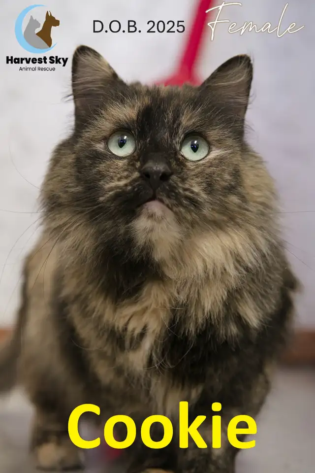 HARVEST SKY ANIMAL RESCUE - 13 ADOPTABLE KITTENS & CATS!!!! | Cats ...