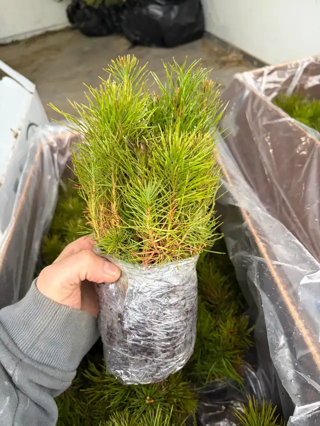 spruce, cedars, poplar, pine trees | Plants, Fertilizer & Soil ...