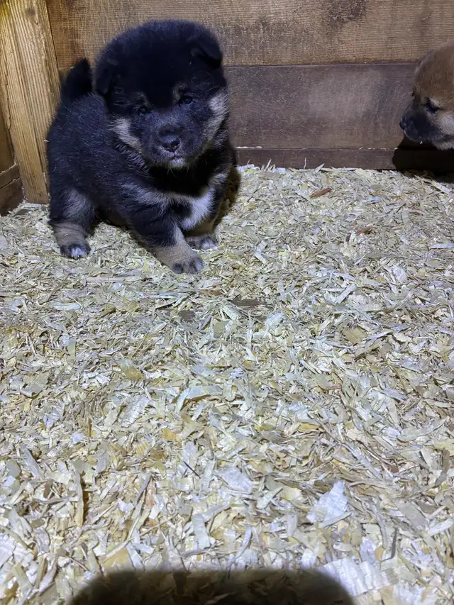 Sheba-inu pups looking for their forever homes | Dogs & Puppies for ...